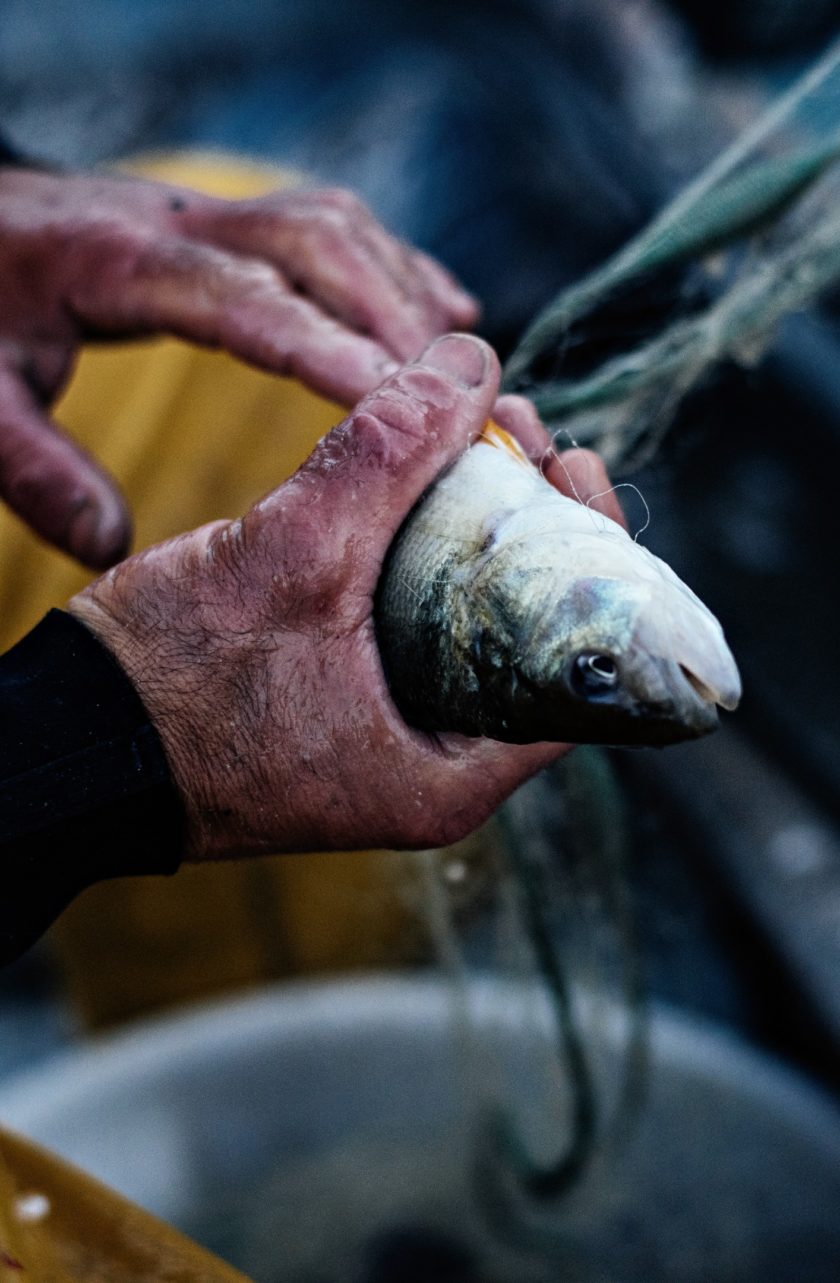 Encounter between a chef and a Lake Annecy fisherman